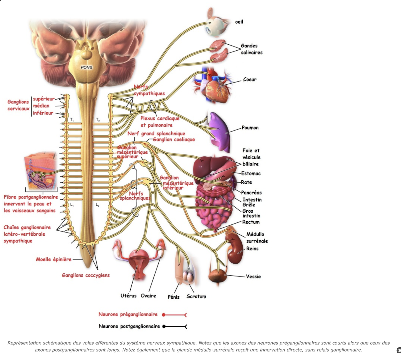 Chaine latero-vertebrale | Ecole Ling